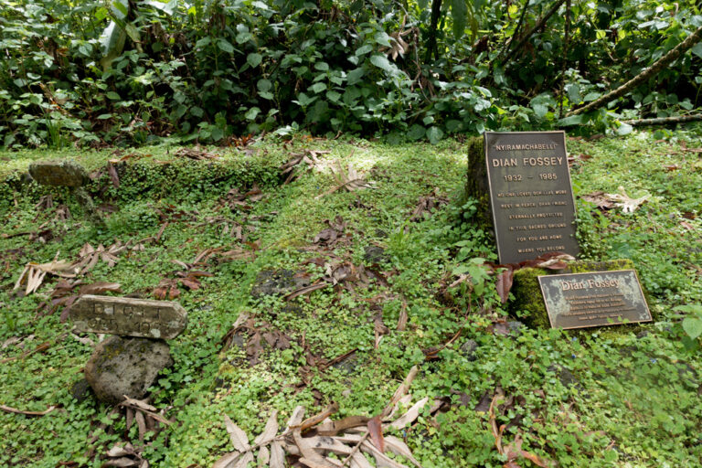 The Murder of Dian Fossey: Her Mystery Killing in Rwandan Forests ...